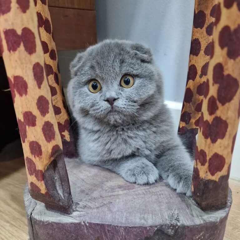 Available Kittens – Campbell Scottish Folds